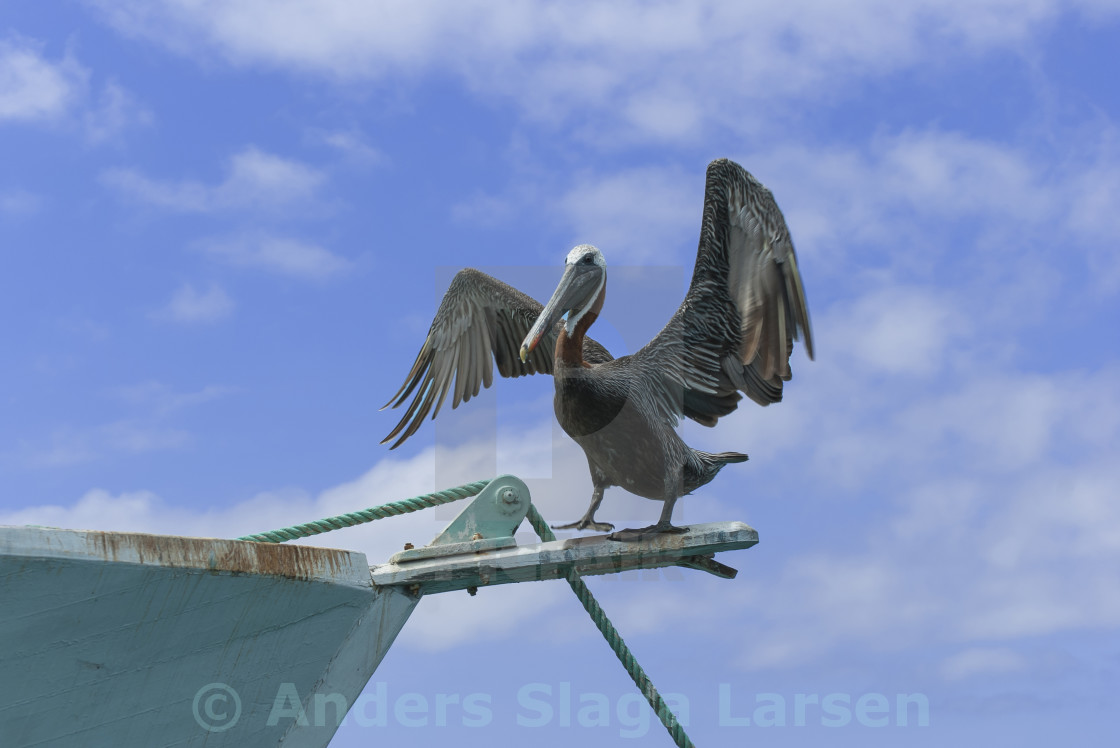 Pelican on Boat - License, download or print for £6.20 | Photos | Picfair